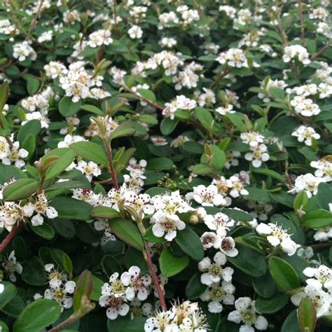 Cotoneaster Dammeri Lowfast Lowfast Bearberry Cotoneaster Plant Lust