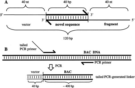 overlap pcr primer design for pcr overlap extension forward primer has