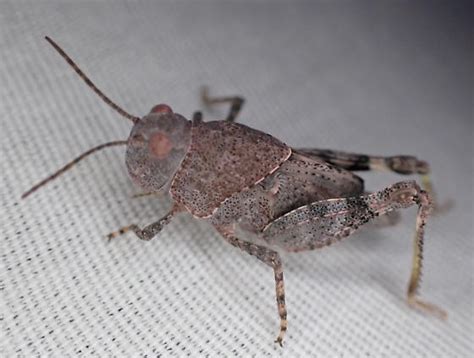 Unknown Grasshopper Bugguidenet