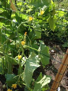 Garden Trellis DIY Danielle