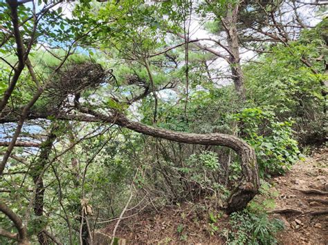 큰 나무를 벗어나야 한다는 것을 알고 있습니다 산방에서 조아질라고서종사