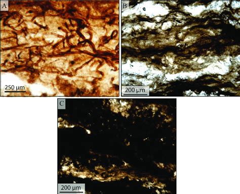Visual Interpretation Of Overall Mat Taphonomy Overall Mat Taphonomy Download Scientific