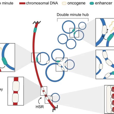 Unique Modes Of Double Minute Gene Expression Double Minutes Reach