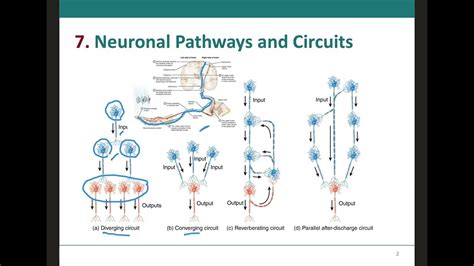 Neuronal Pathways And Circuits Youtube