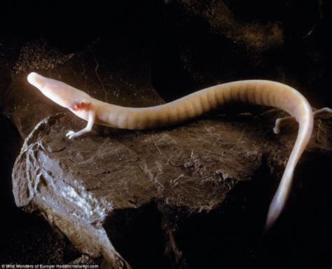 გადაშენების პირას მყოფი მახინჯი ცხოველები ვიდეო