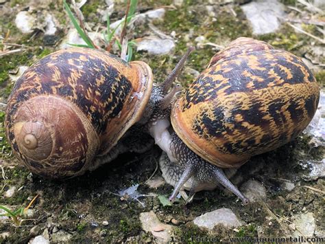 ☑ Quels Sont Les Animaux Hermaphrodites