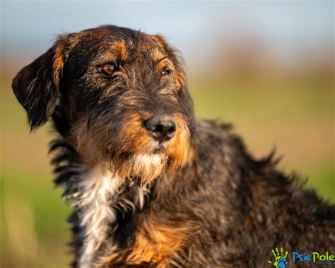 Agrafka Schronisko Psie Pole