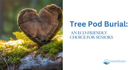 Securing Your Legacy With Tree Pod Burial An Eco Friendly Choice For Seniors