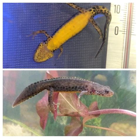 Can Anyone Identify The Species Or Sex Of My Newt Its Name Is Monty I Got It From A Friend R