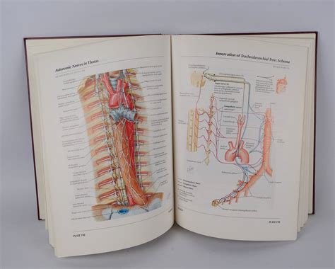 Obrazy V Aukci Atlas Of Human Anatomy