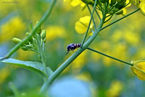 Yolov5 Bee Object Detection Model By Yolov5bee