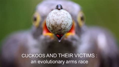 What Is An Example Of A Evolutionary Arms Race At Daniel Shears Blog