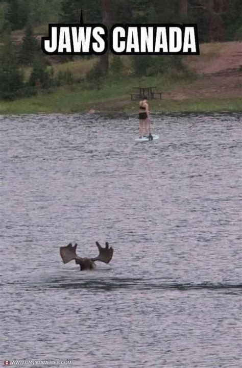 The 27 Funniest Moose Memes Ranked