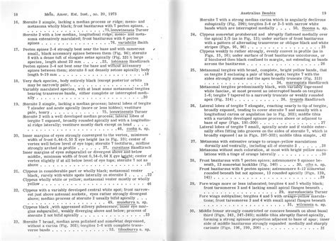 Bembix Bembicini — Life In A Southern Forest