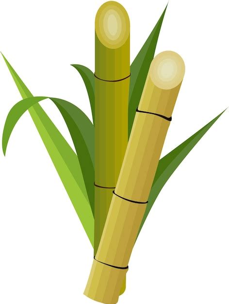 El Lienzo 19 Vector Premium