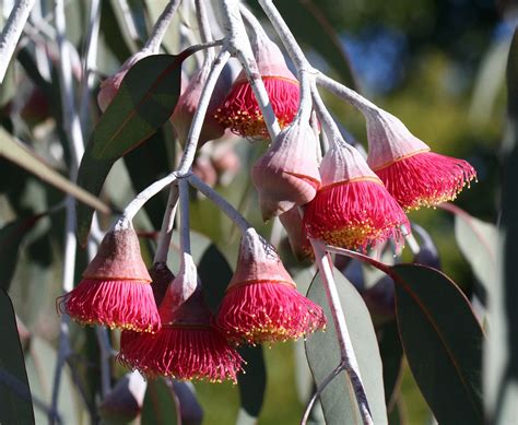 Best Eucalyptus Tree For Flower Arranging At Gertrude Mcconville Blog
