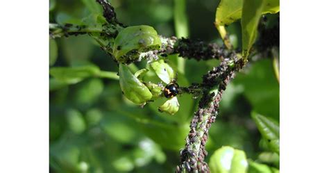 Листните въшки сериозна напаст Български Фермер