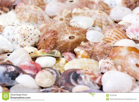 Cockleshell Background Stock Image Image Of Coast Snails 13745149