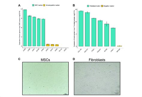 Characterization Of Mscs And Dermal Fibroblasts A Marker Gene Download Scientific Diagram