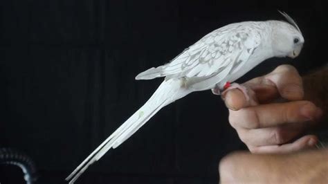 Whiteface Cinnamon Pied Cockatiel