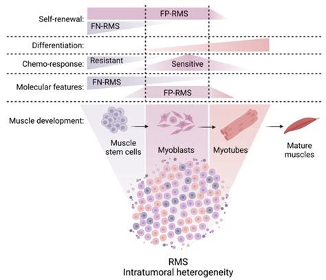 Rms Cell To Cell Heterogeneity Recapitulating Distinct States Of Muscle Download Scientific