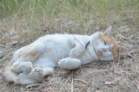 Ленивец | Пикабу