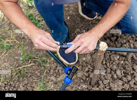 Fixing And Connecting Pipes Using A Fitting Man Installs An Automatic Drip Irrigation System