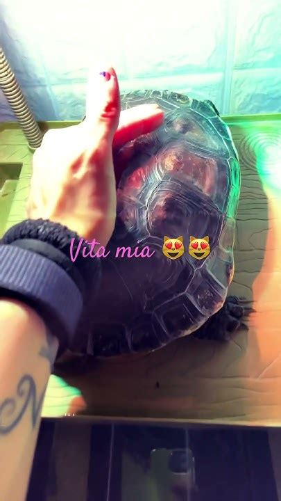 Turtle 😍😍😍 Youtube