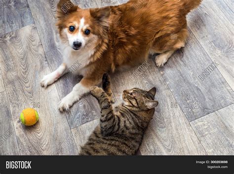 Cats And Dogs Playing