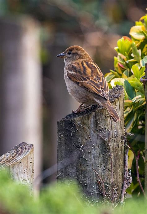 9 Meanings Of A Sparrow In The Bible 3 Verses