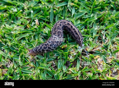 Photograph Of A Large Leopard Slug Crawling On Green Grass In A Domestic Garden In The Blue Photograph Of A Large Leopard Slug Crawling On Green Grass In A Domestic Garden In The Blue