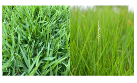 Zoysia Matrella Csg Landscapes