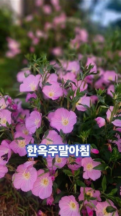아침 햇살이 한옥 기와에 따스하게 내려앉았네 꽃향기 가득한 동네 골목길을 싱그러운 바람 따라 여유로운 주말 소소한 행복 Youtube