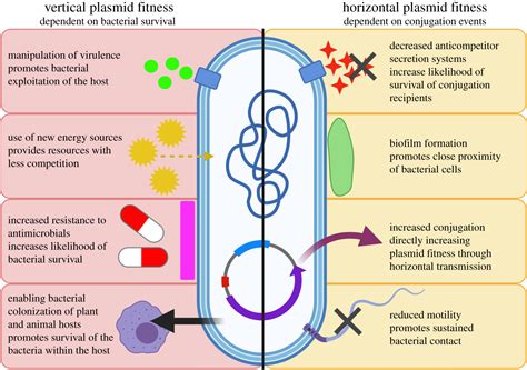 Plasmid In Bacteria