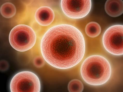 Cell Membrane Definition Function Structure Facts