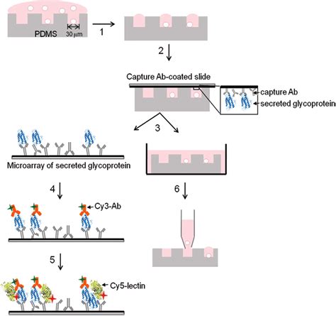 schematic of an array based analysis of glycoproteins secreted by