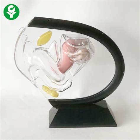 Model Rahim Lutsinar Struktur Ovari Anatomi Kelihatan Cincin Endometrium Rahim Alat Bantu