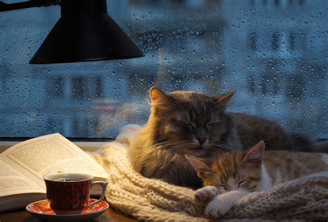 Coffee Cat Wallpapers Wallpaper Cave