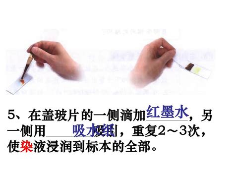 223制作洋葱表皮细胞装片word文档在线阅读与下载无忧文档