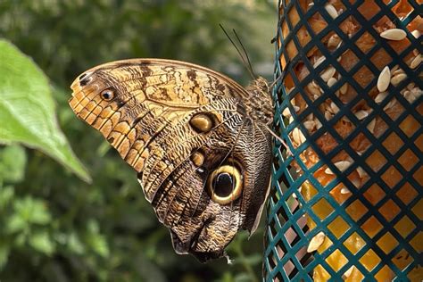 The Butterfly Pavilion At L A S Natural History Museum Is Now Open