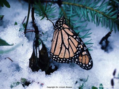 Do Monarch Butterflies Return To Where They Were Born