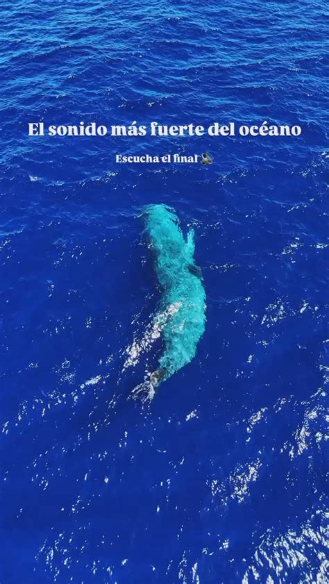 🐋🔊 Sí El Clic Del Cachalote Physeter Macrocephalus Es El Sonido Más
