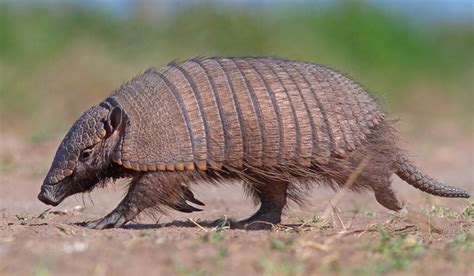 Peludo Chaetophractus Villosus Fundación Federico Wildermuth