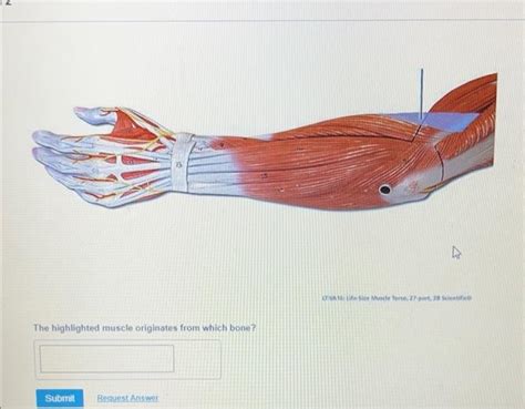[solved] the highlighted muscle originates from which bone