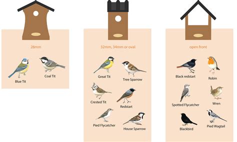 What Is The Right Bird Box Hole Size