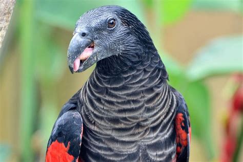 14 Astonishing Facts About The Dracula Parrot The Worlds Most Gothic