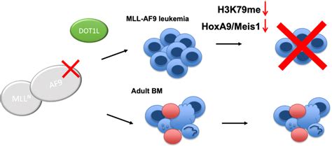 Proposed Model For Targeting The Af9 Dot1l Interaction Disrupting The