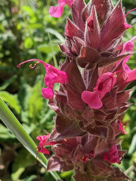Salvia Spathacea Cnps El Dorado Chapter Plant Sale
