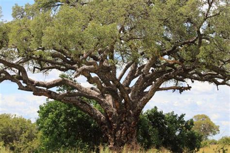 Marula Tree 21st Century