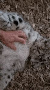 Snow Leopard Cute GIF Snow Leopard Cute Petting Cat Discover Share GIFs